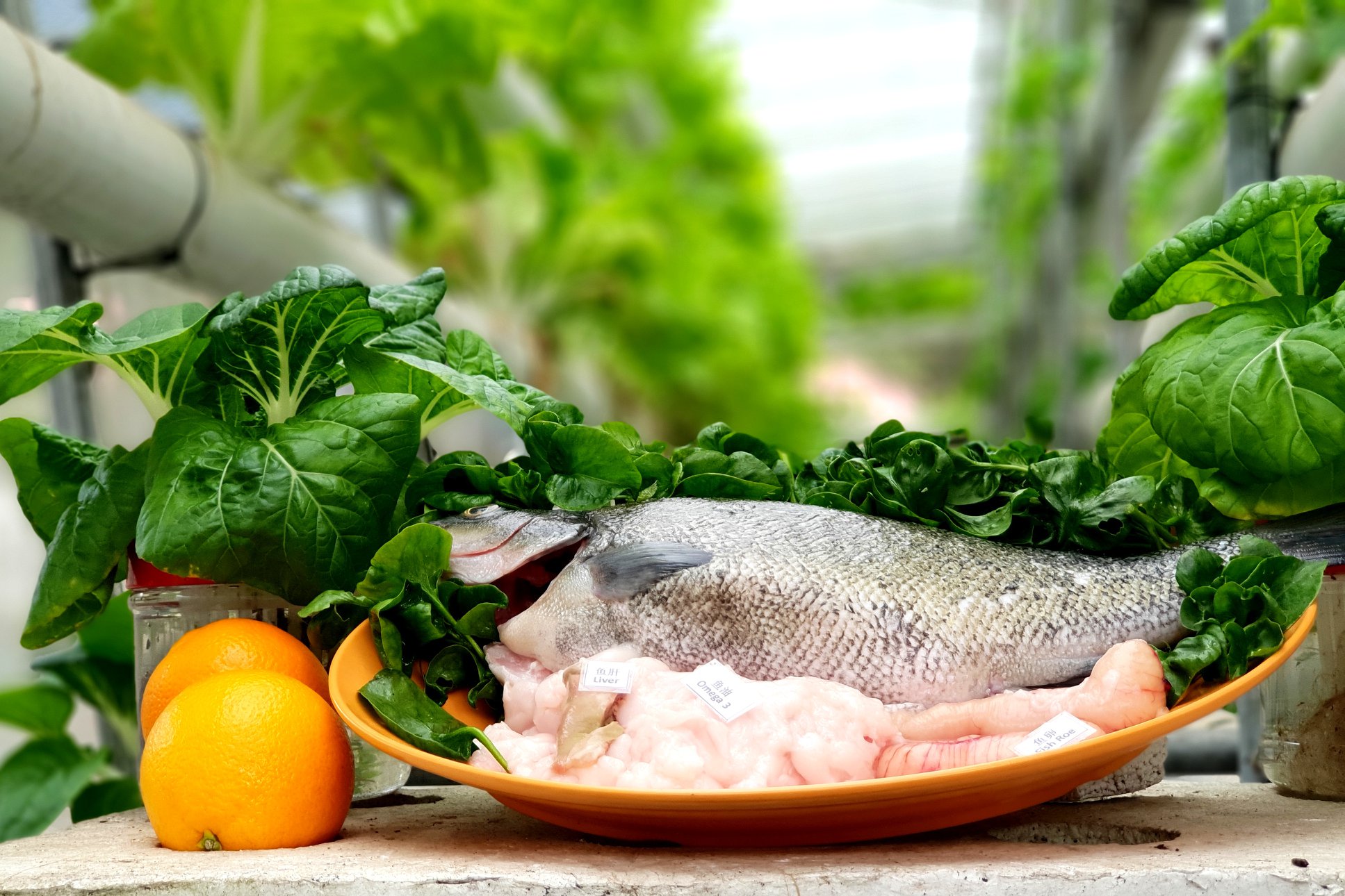 Nippon Koi Farm Pte Ltd @ Nippon Koi Farm