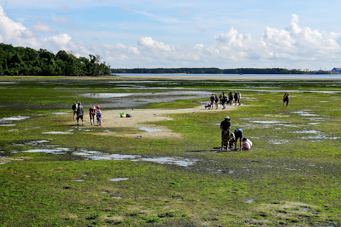 Rustic Ubin and Wetlands Tour in Pulau Ubin and Chek Jawa @ Changi ...